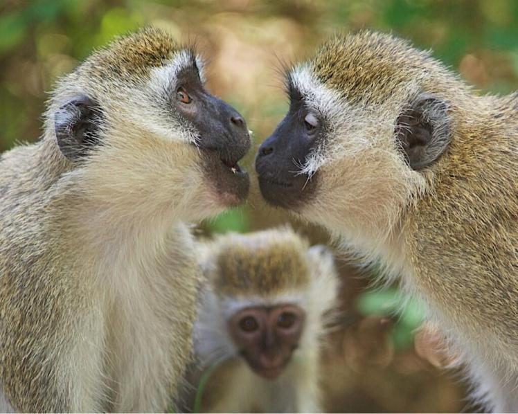 Other Primates Use Speech and Vocabulary – The Human Evolution Blog