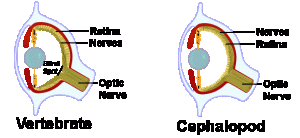 The Poor Design of the Human Eye – The Human Evolution Blog
