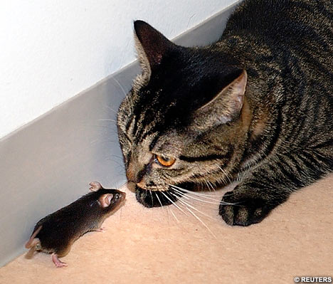 Signaling Theory: How Prey Animals Communicate with their Predators ...