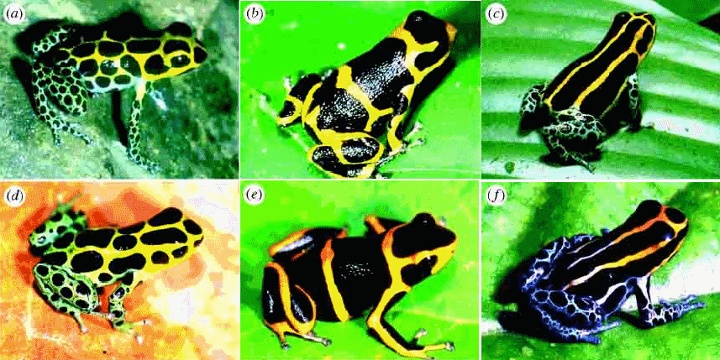 Signaling Theory: How Prey Animals Communicate with their Predators ...