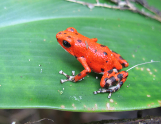 Signaling Theory: How Prey Animals Communicate with their Predators ...