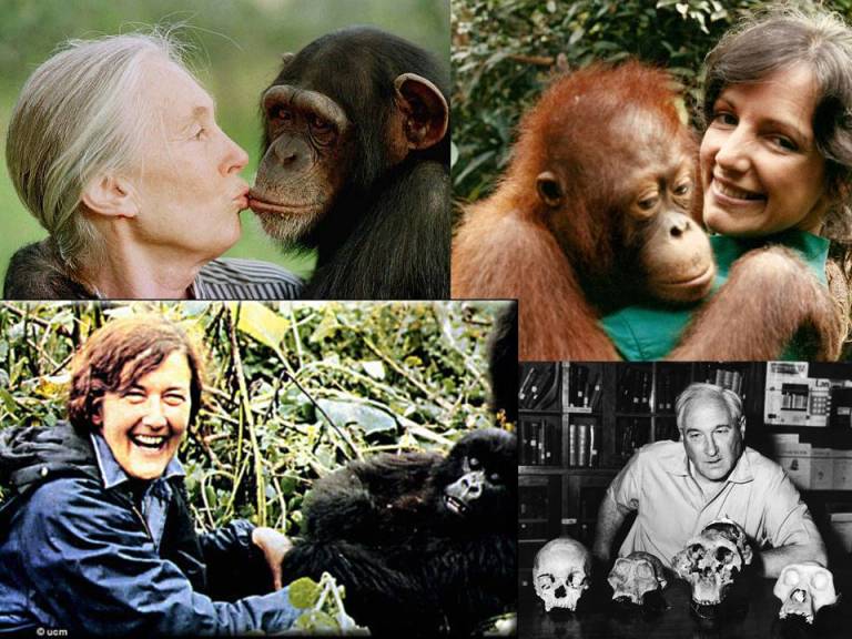 The “Trimates,” The Founding Mothers of Primatology – The Human ...