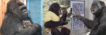 Koko, Washoe, and Kanzi: Three Apes with Human Vocabulary – The Human ...