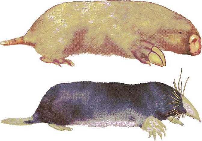 “Virtual Paleontology” Provides Insight into Last Common Ancestor with ...