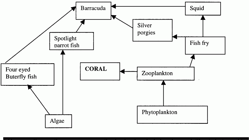 That time I ate a barracuda and got ciguatera poisoning – The Human ...