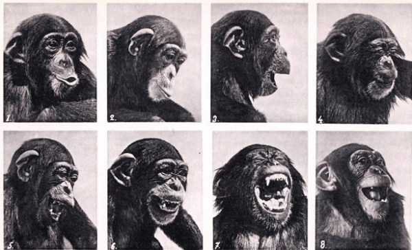 Why do We and Other Animals Wince When in Pain? – The Human Evolution Blog