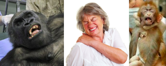 Why do We and Other Animals Wince When in Pain? – The Human Evolution Blog