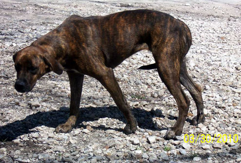 Borrowed Signals: A Discussion of the “Guilty Dog” Look – The Human ...