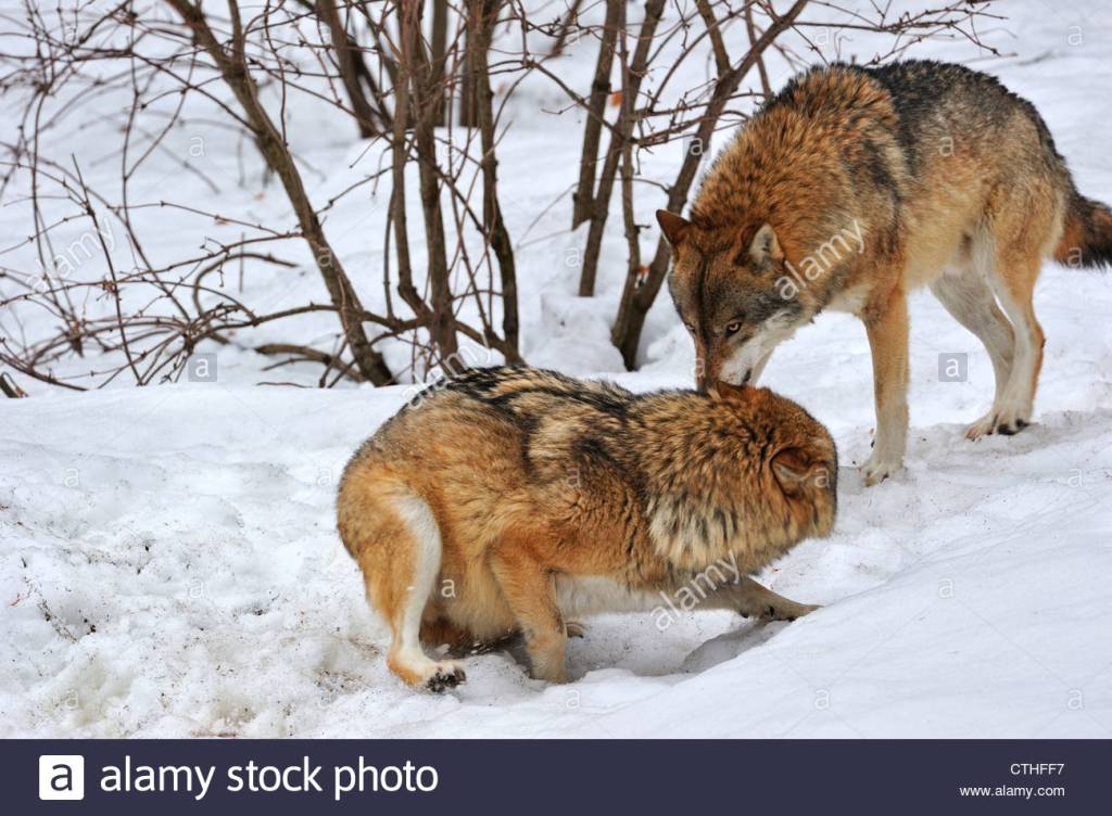 Borrowed Signals: A Discussion of the “Guilty Dog” Look – The Human ...