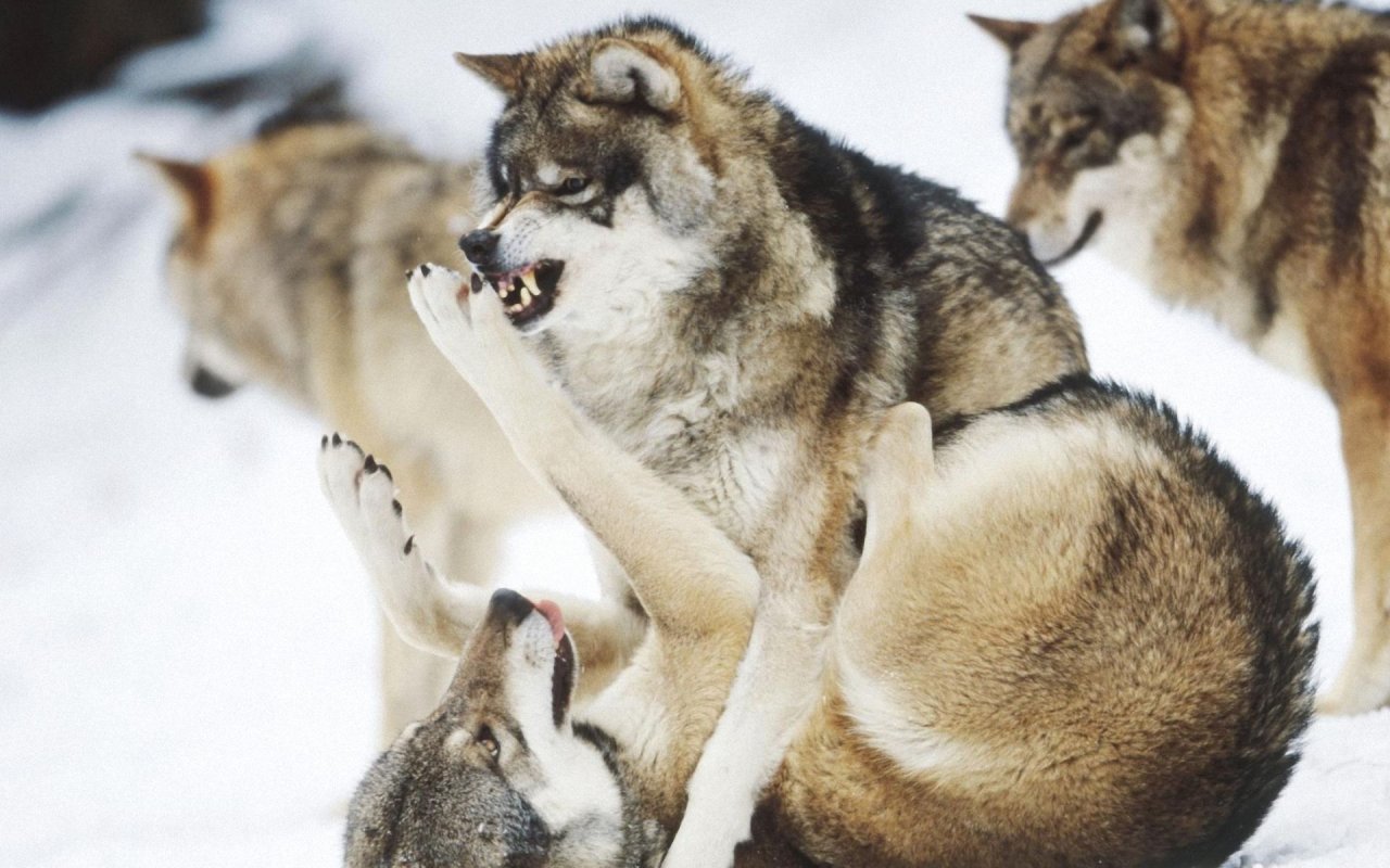 Borrowed Signals: A Discussion of the “Guilty Dog” Look – The Human ...