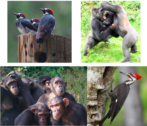 From Woodpeckers to Apes: Competition Drives the Correlation between ...