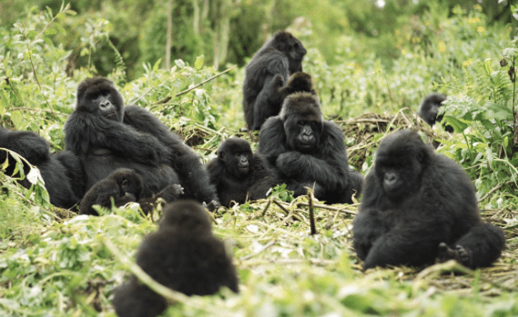 From Woodpeckers to Apes: Competition Drives the Correlation between ...