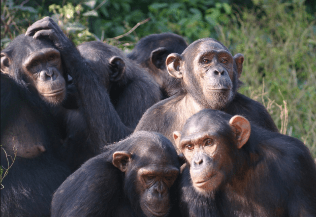 From Woodpeckers to Apes: Competition Drives the Correlation between ...