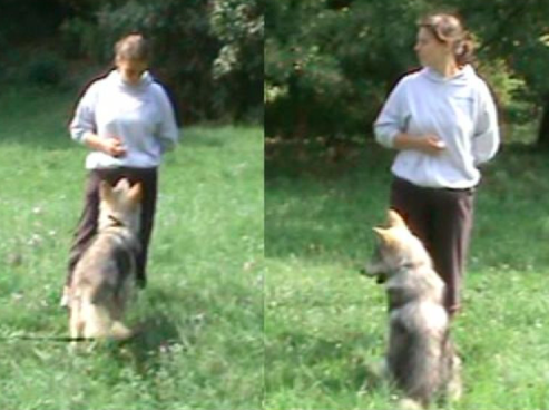 Dogs Understand the Concept of Different Perspectives – The Human ...