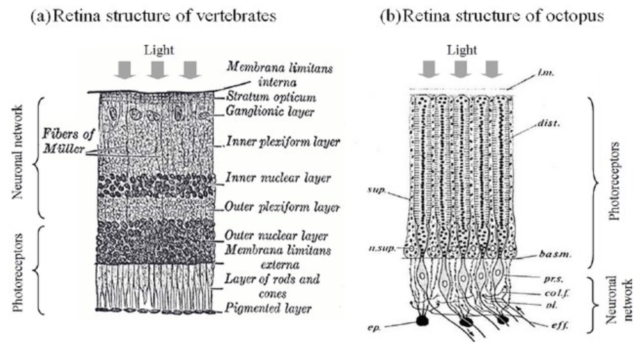 Is Nocturnal Eye Shine an Adaptation for the Backwards Retina? – The ...