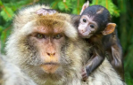 Monogamy and Female Empowerment in Primates – The Human Evolution Blog